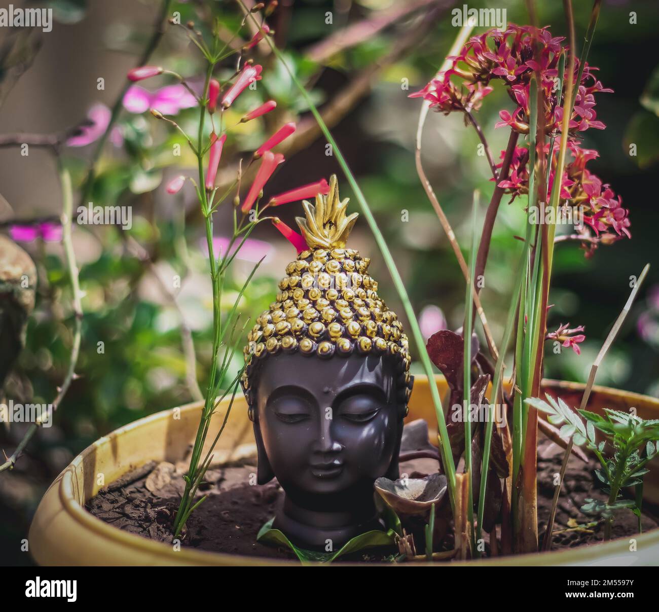 Buddha head pot hi-res stock photography and images - Alamy