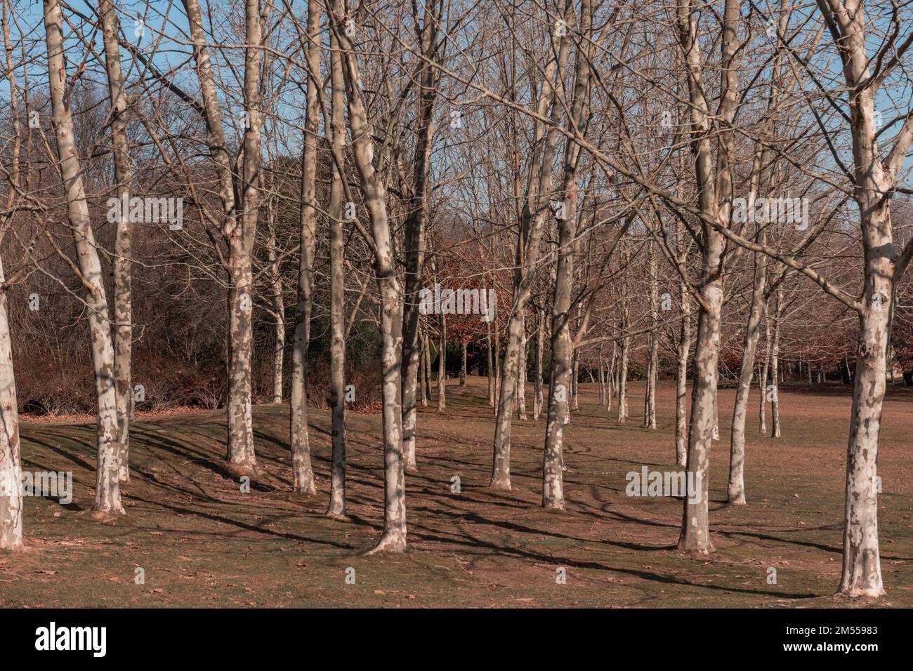 An empty forest with leafless trees under a blue sky Stock Photo - Alamy
