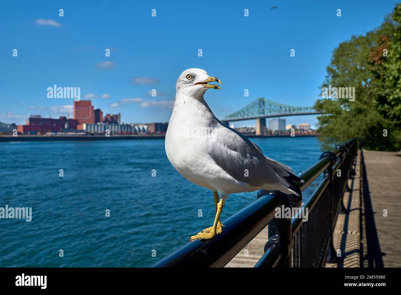 Freedom and travel concept. Seagull looking frame. View of the river ...
