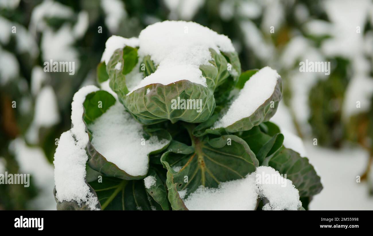 Brussels sprout farm harvest bio winter snow harvesting plant Brassica ...