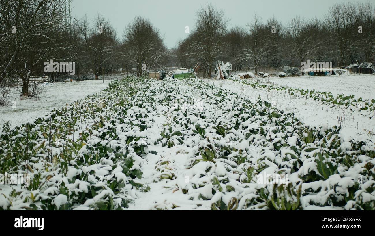 Farm field winter snow frost bio cauliflower leaves leaf Brassica ...