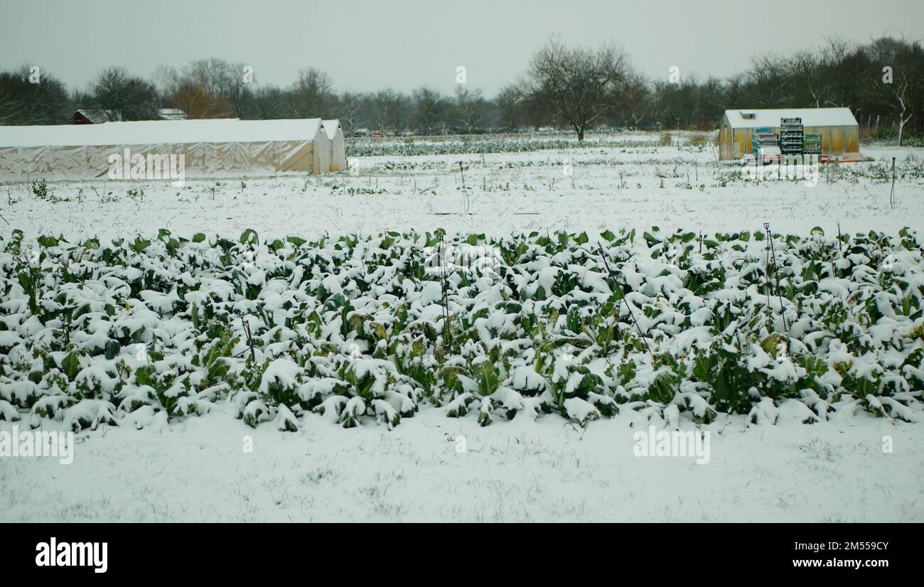 Farm field winter snow frost greenhouse foil bio cauliflower leaves ...