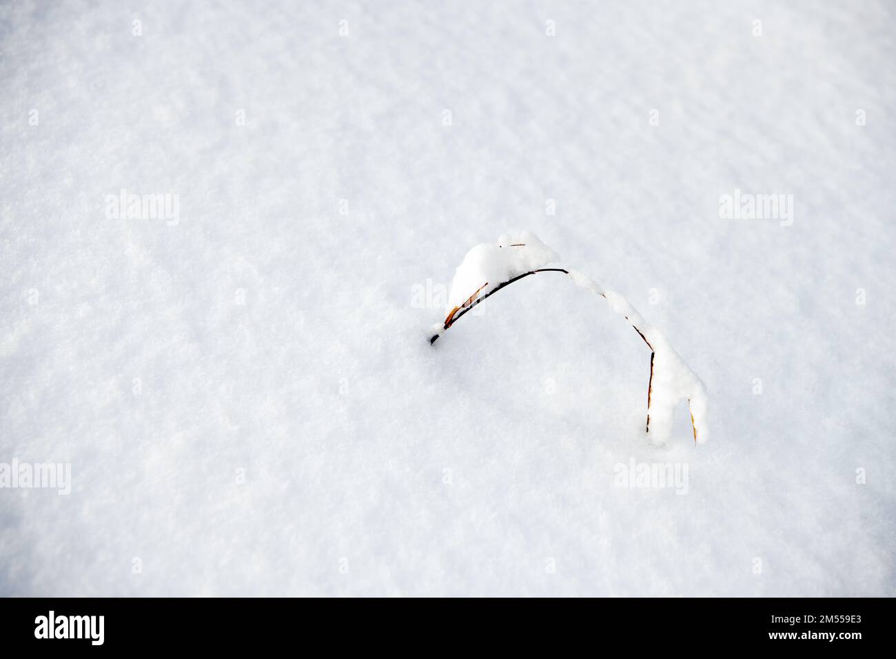 Branch under snow cover. Snowy texture background. Abstract winter ...