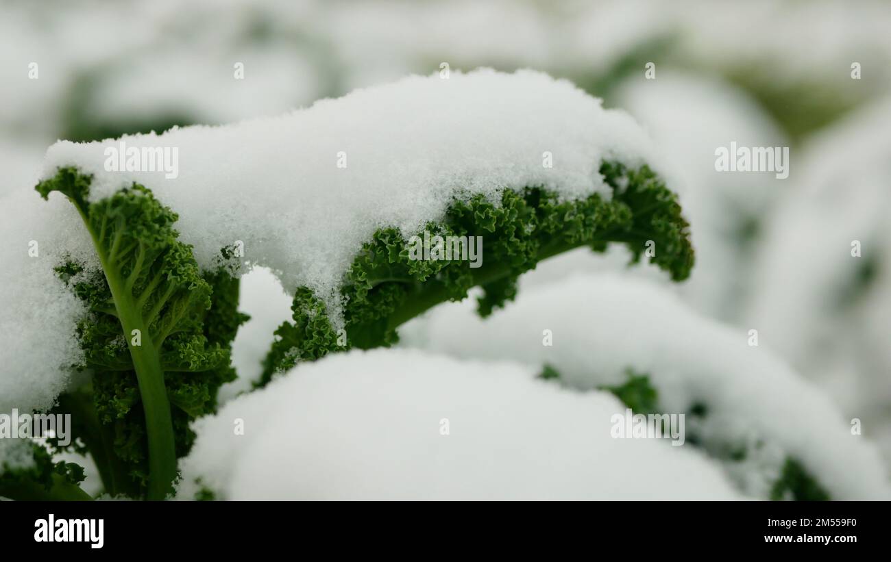 Farm winter leaf curly cabbage kale harvesting plant leaves bio organic ...