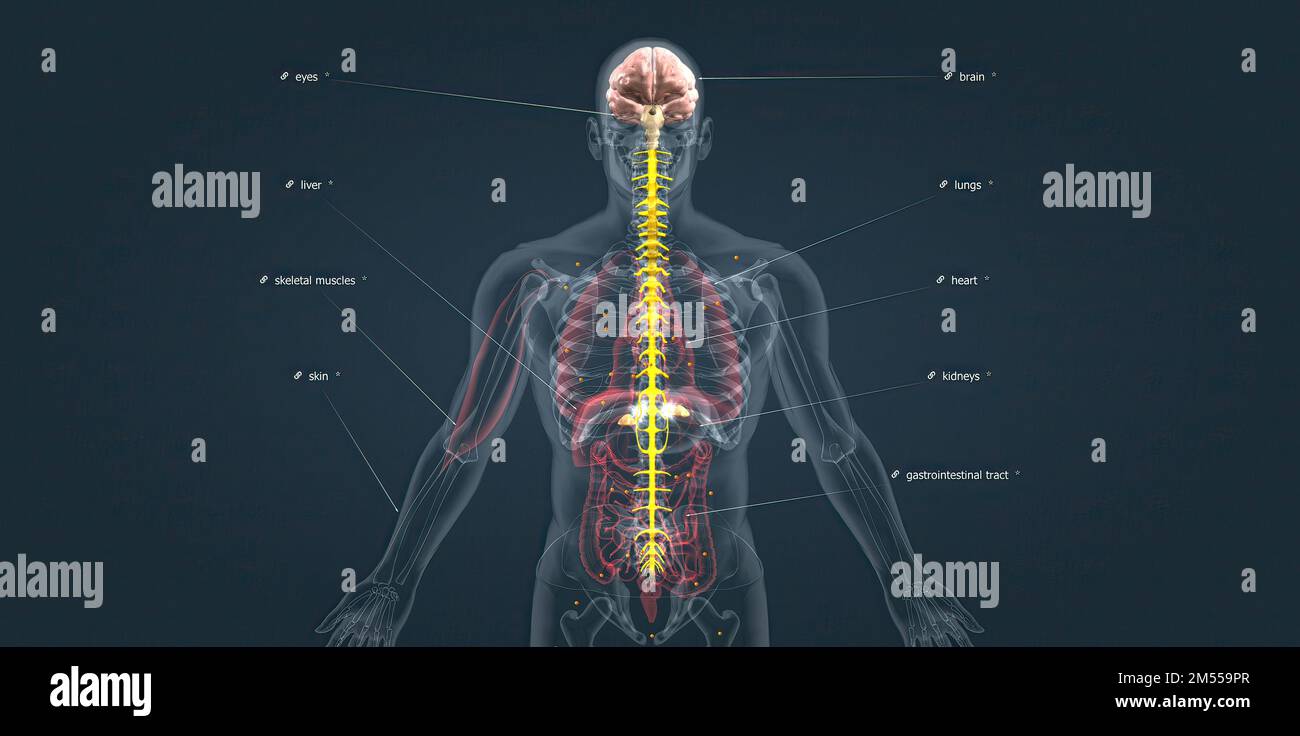 Sympathetic nervous system stress hi-res stock photography and images ...