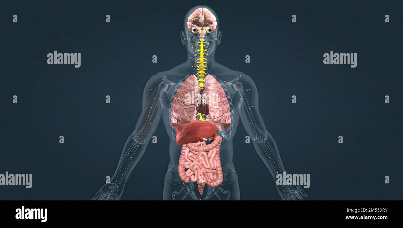 Brain homeostasis hi-res stock photography and images - Alamy