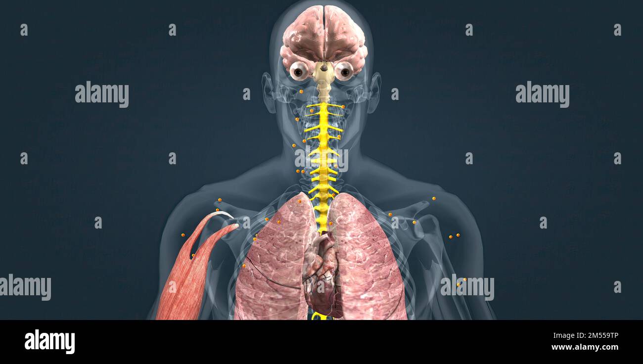 Brain homeostasis hi-res stock photography and images - Alamy