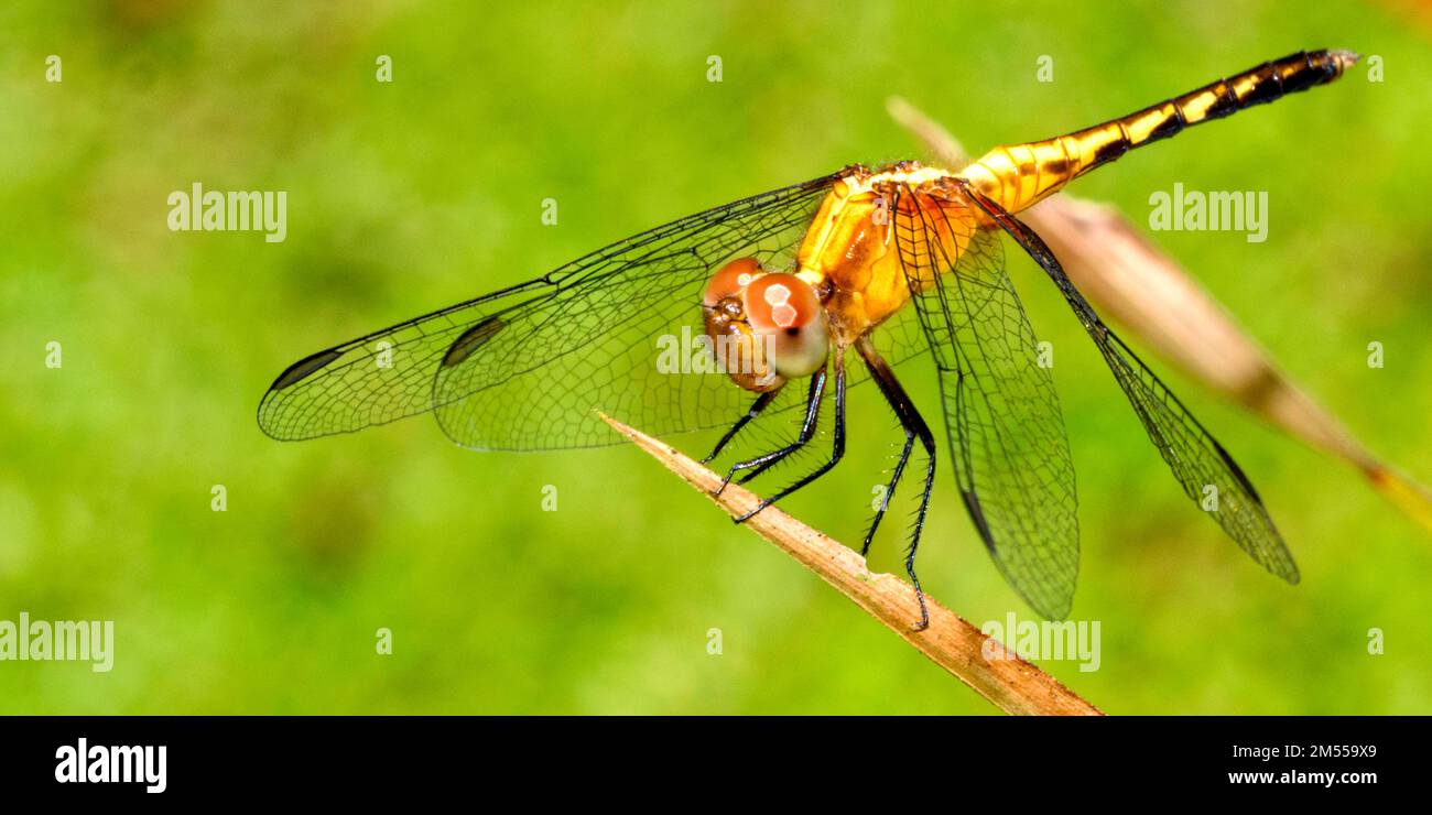 Dragonfly, Tropical Rainforest, Costa Rica, Central America, America ...
