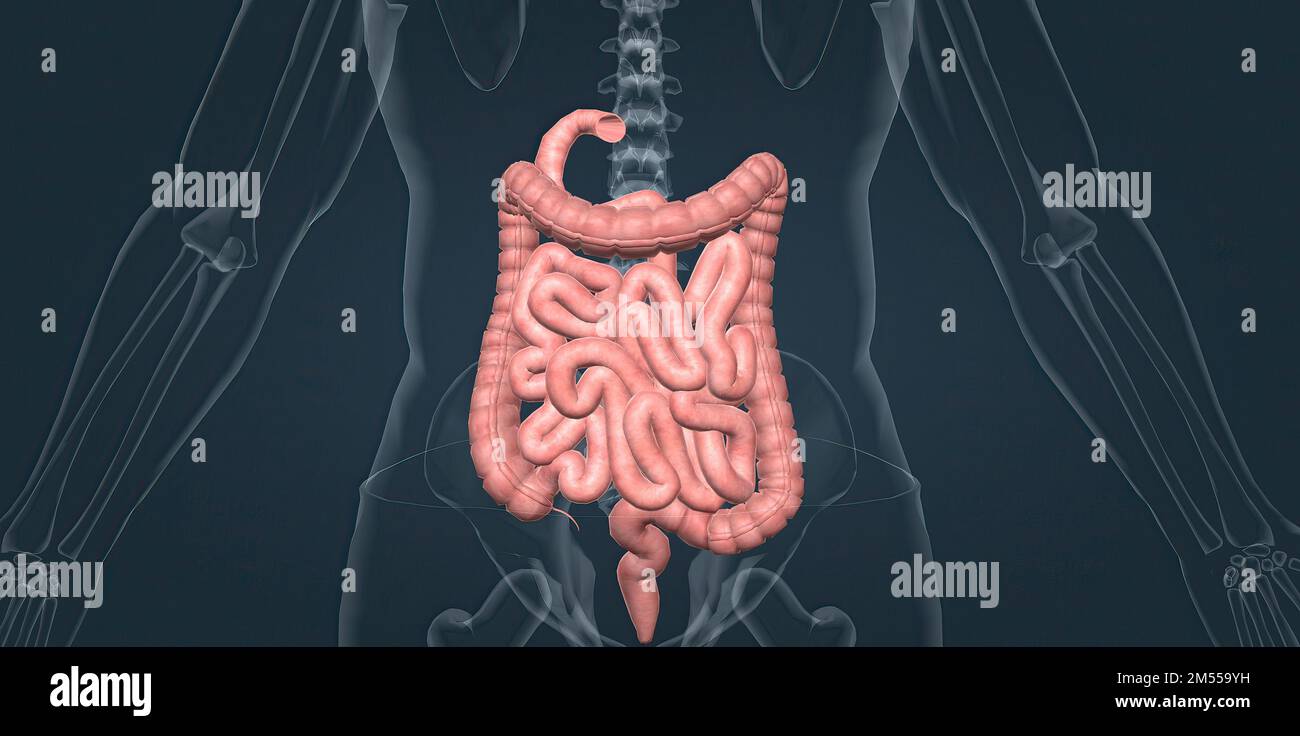 Sympathetic nervous system stress hi-res stock photography and images ...