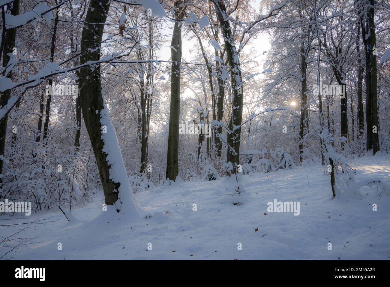 Winter snowy walk to Wolski forest in Krakow Stock Photo - Alamy