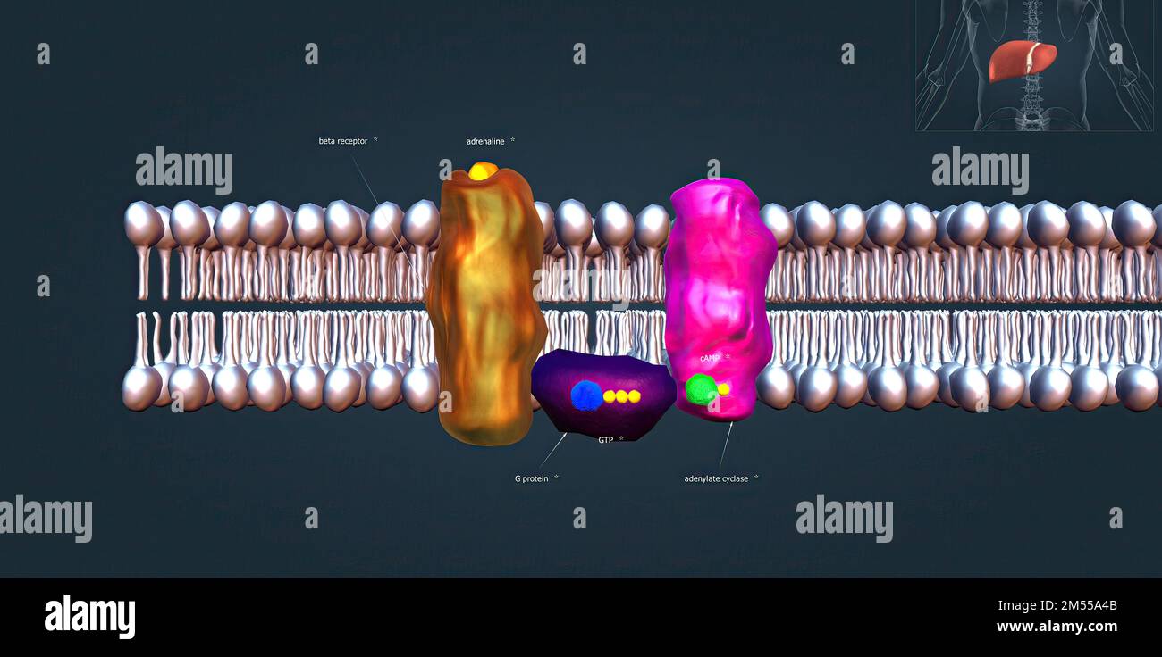 Beta function hi-res stock photography and images - Alamy