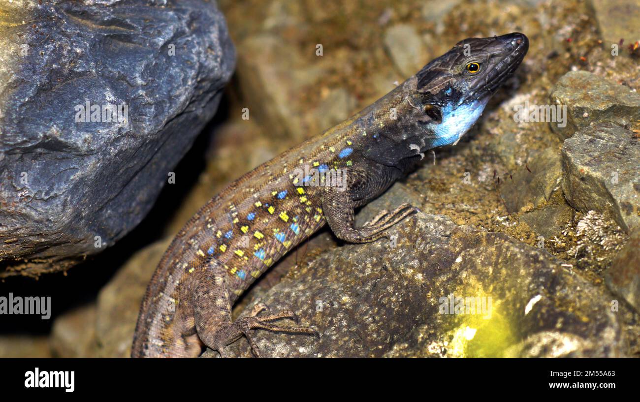 La Palma lizard, Sizeable lizard, Wall lizard, Lagarto Tizón, Gallotia ...