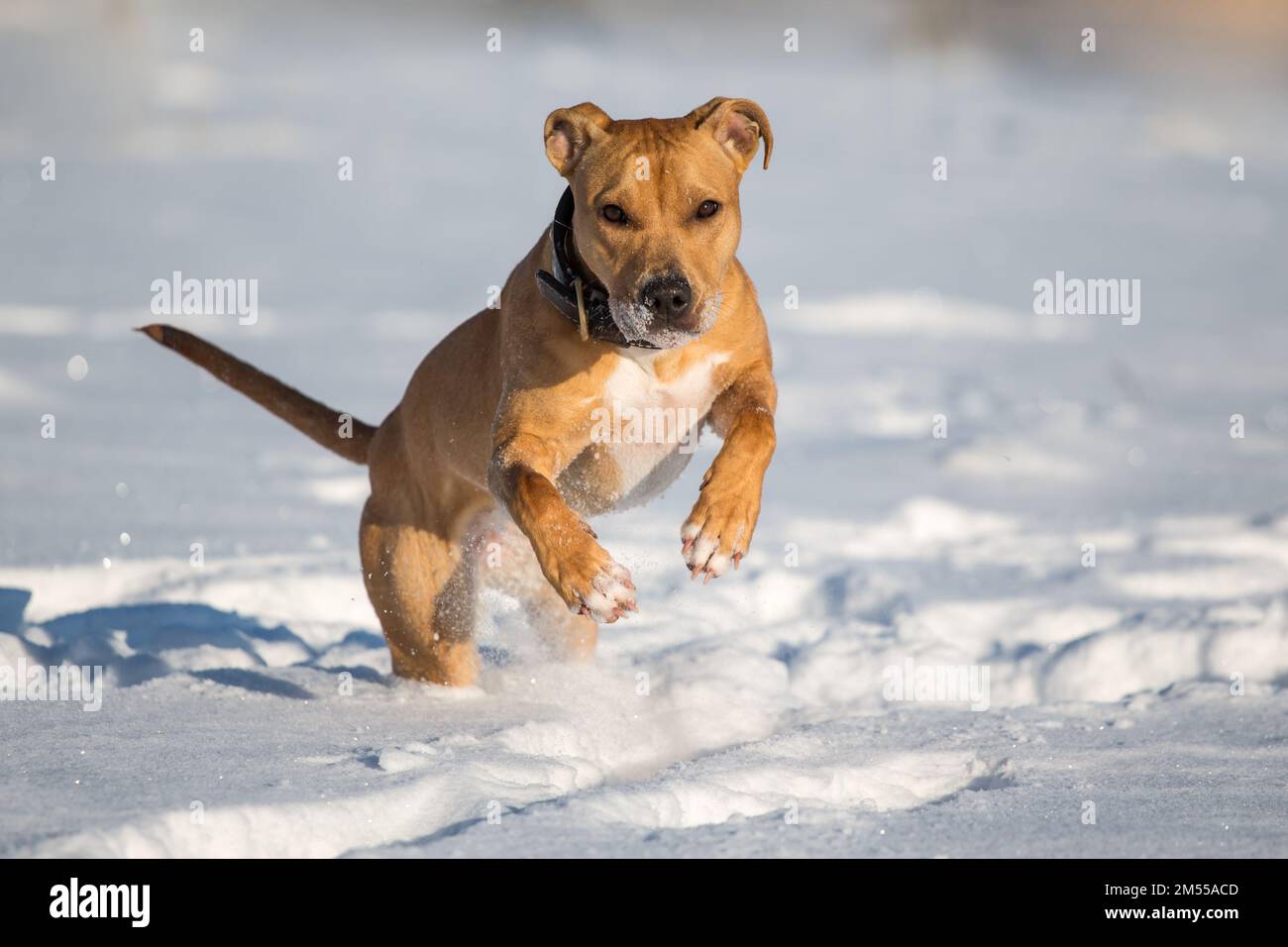 American Pit Bull Terrier running in the snow Stock Photo - Alamy