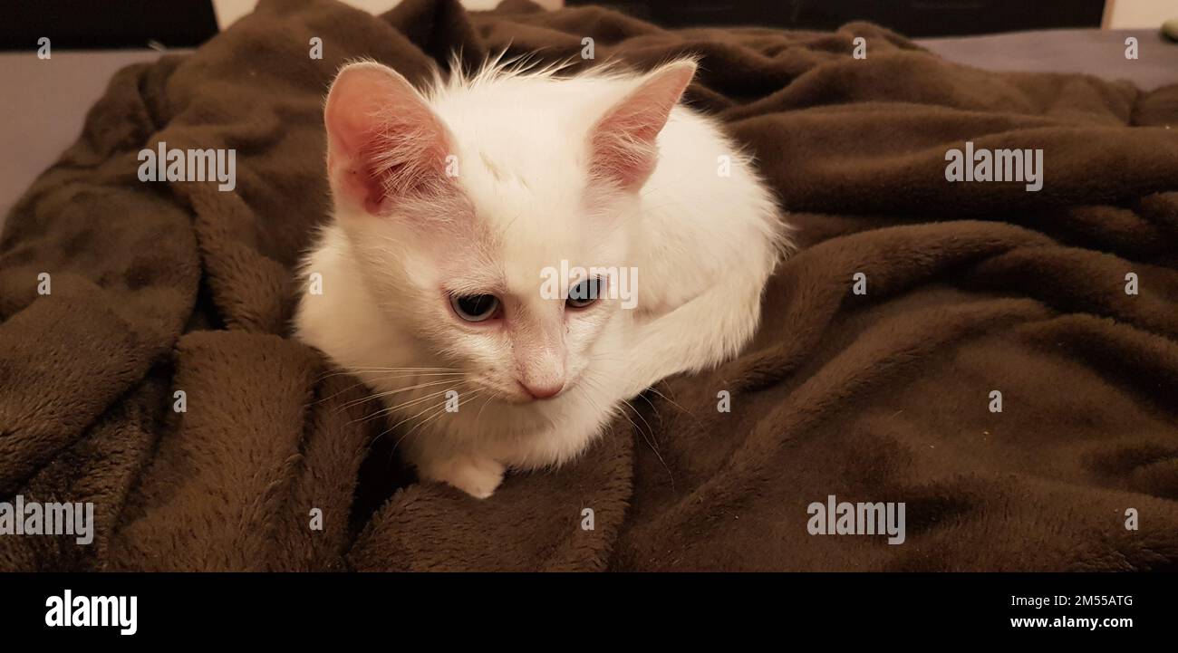 Khao manee cat breed hi-res stock photography and images - Alamy