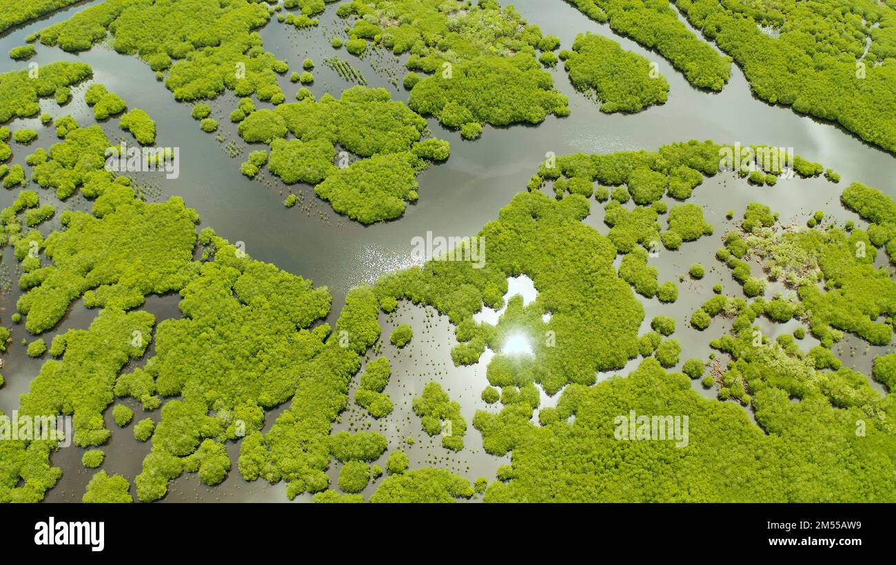 Aerial view of rivers in tropical mangrove forests. Mangrove landscape ...