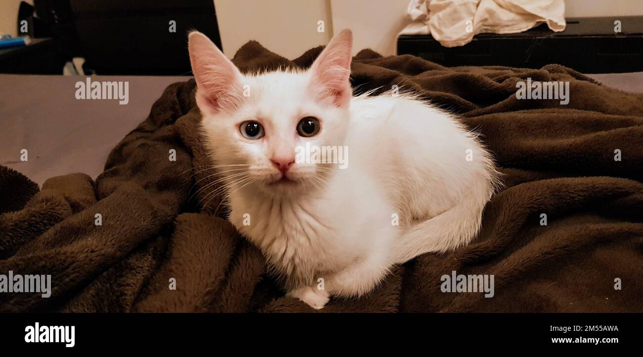 Khao manee cat breed hi-res stock photography and images - Alamy