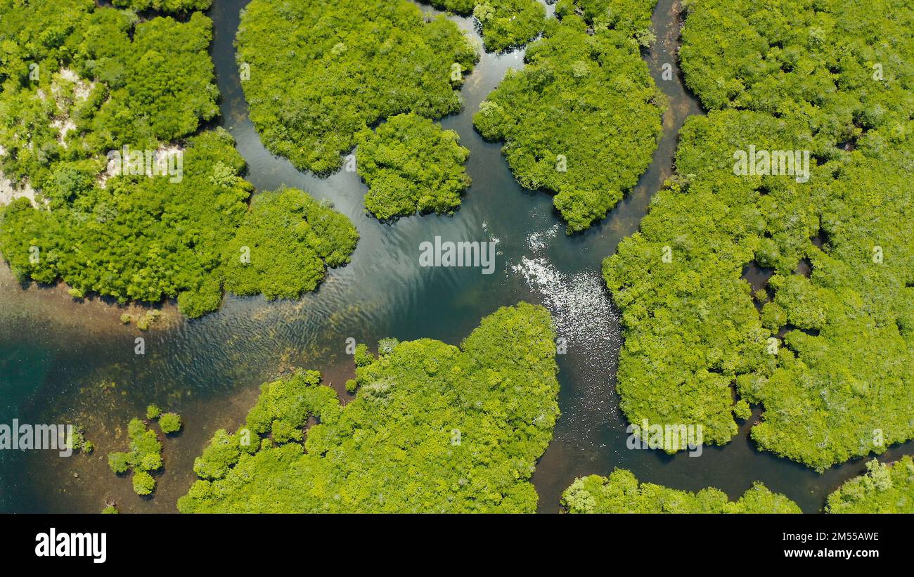 Aerial view green ecology mangrove nature tropical rainforest to the ...