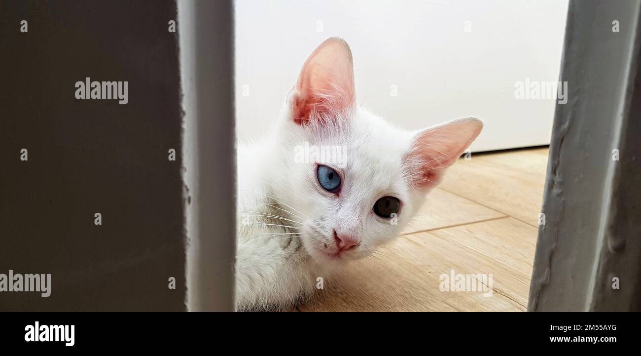 Khao manee cat breed hi-res stock photography and images - Alamy