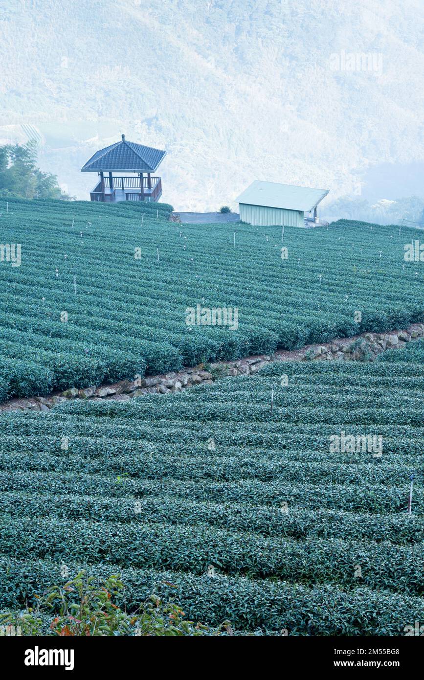 Close up of beautiful green tea crop garden rows scene, design concept ...