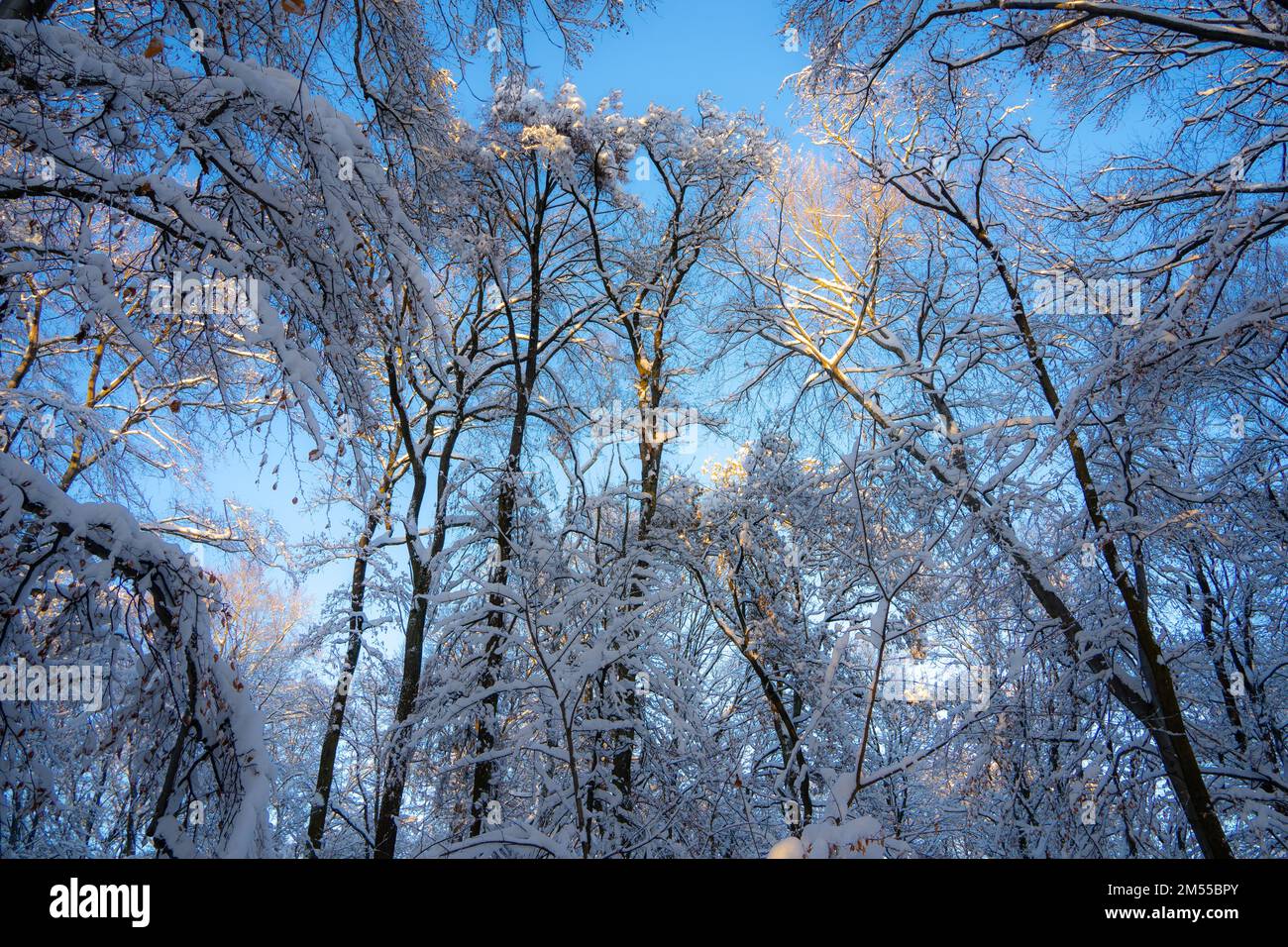 Winter snowy walk to Wolski forest in Krakow Stock Photo - Alamy