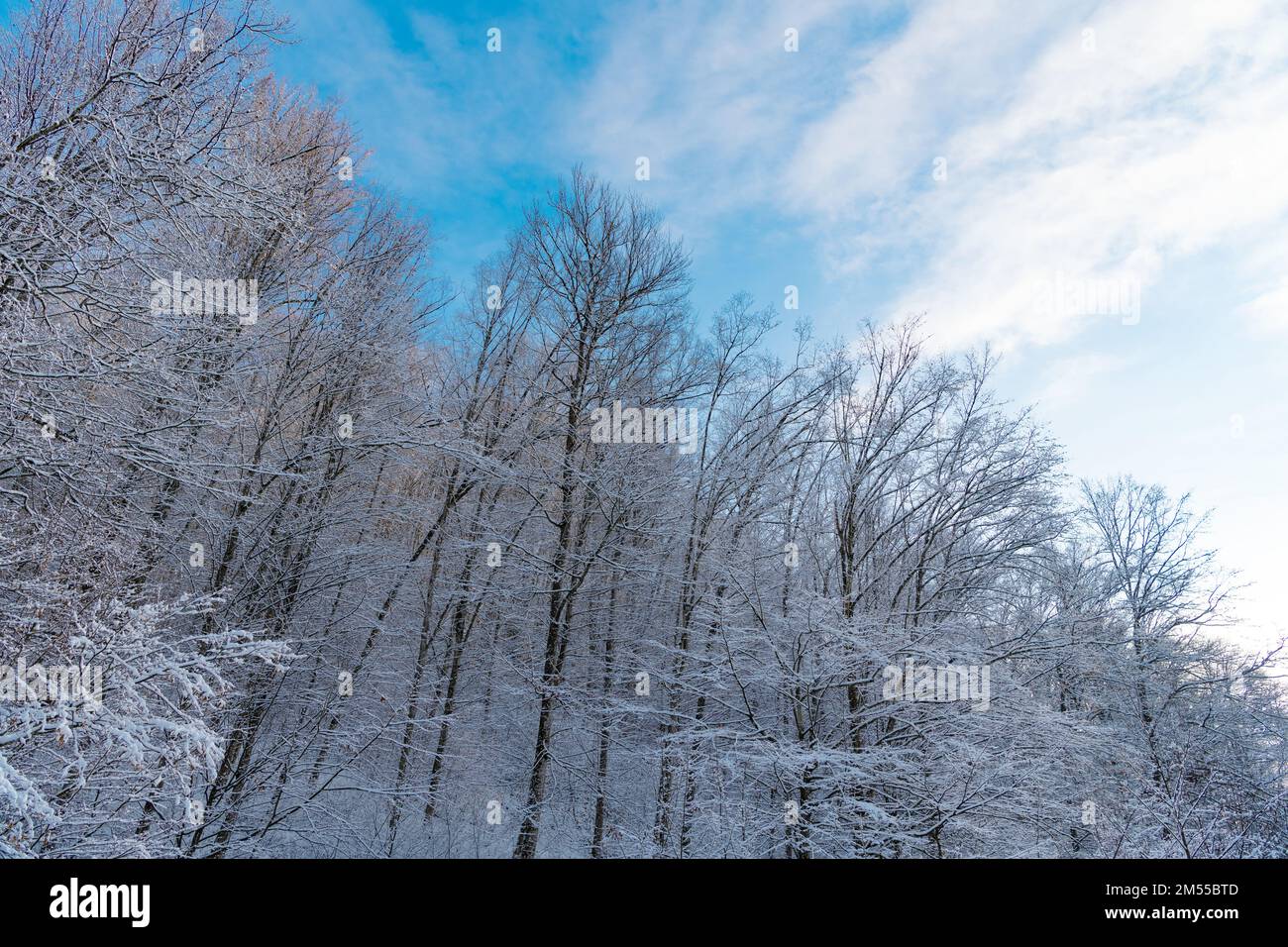 Deciduous trees covered in hoarfrost in snow forest in winter on blue ...
