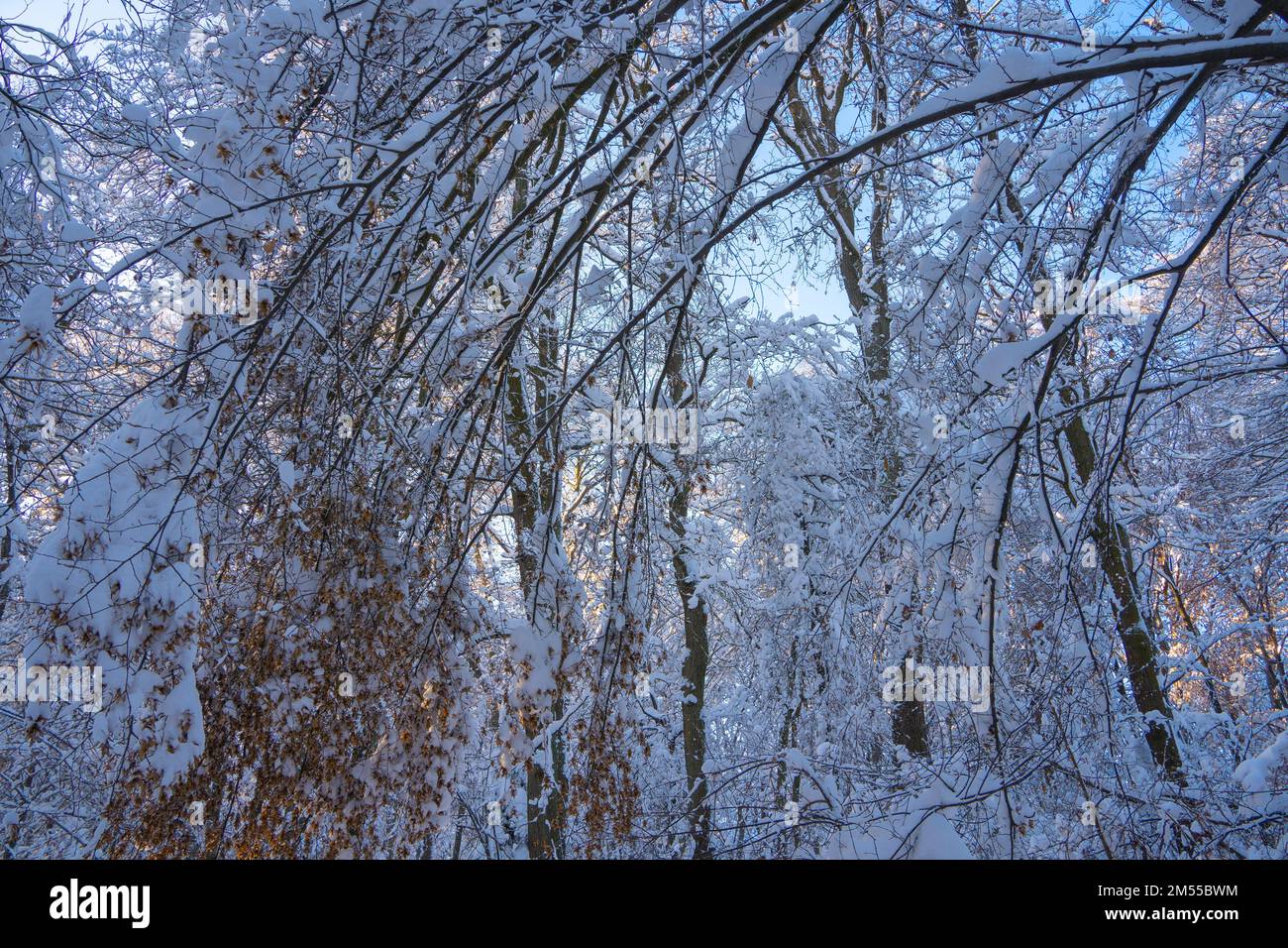 Wolski forest krakow hi-res stock photography and images - Alamy