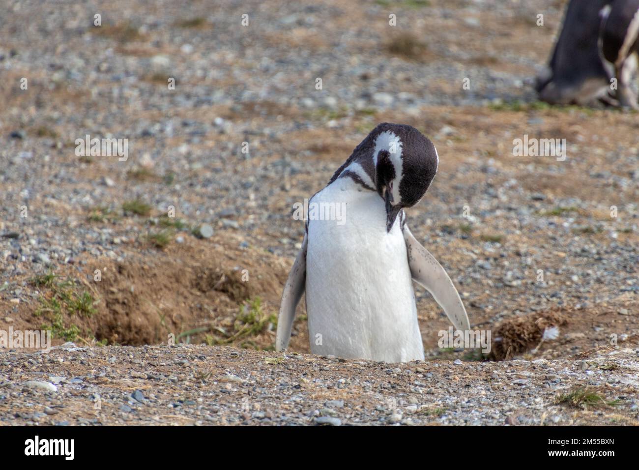 wild young Magellan penguin walking on Isla Magdalena near Punta Arenas ...