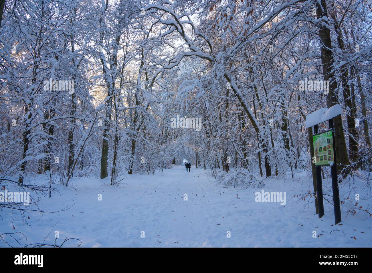 Winter snowy walk to Wolski forest in Krakow Stock Photo - Alamy