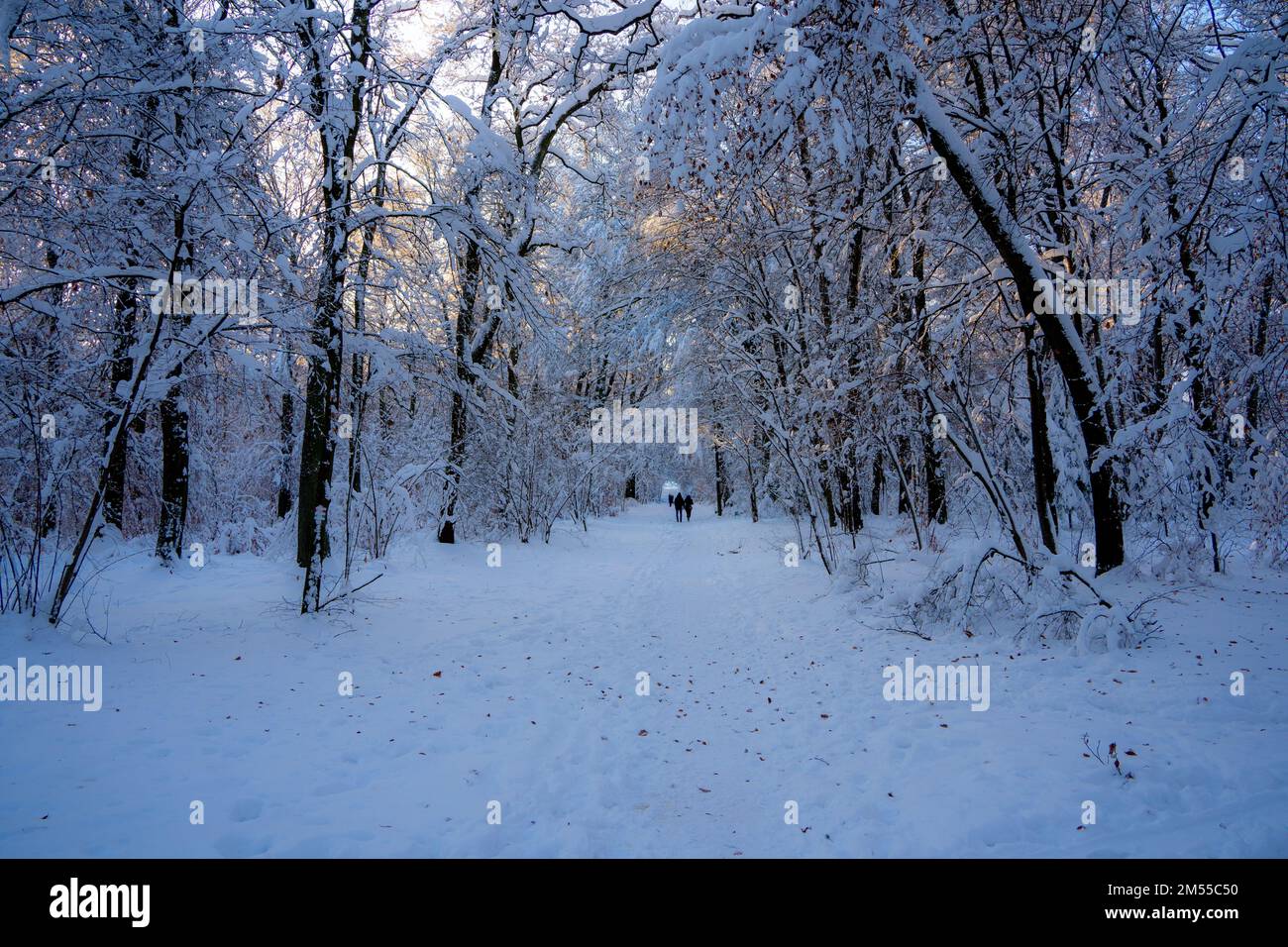 Krakow forest hi-res stock photography and images - Alamy