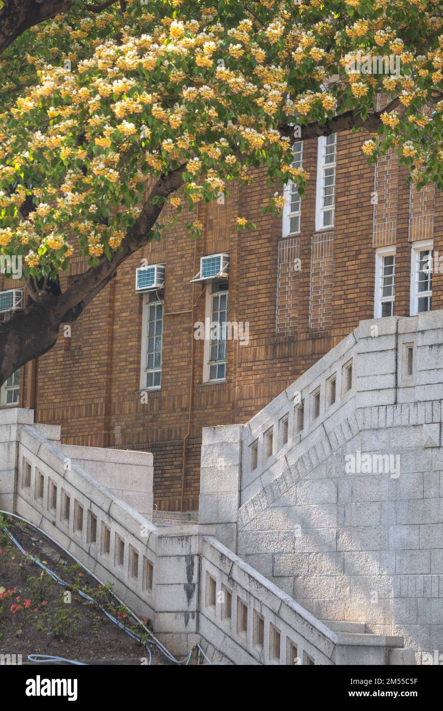 A vertical shot of a blooming Acacia tree with a building facade in the ...