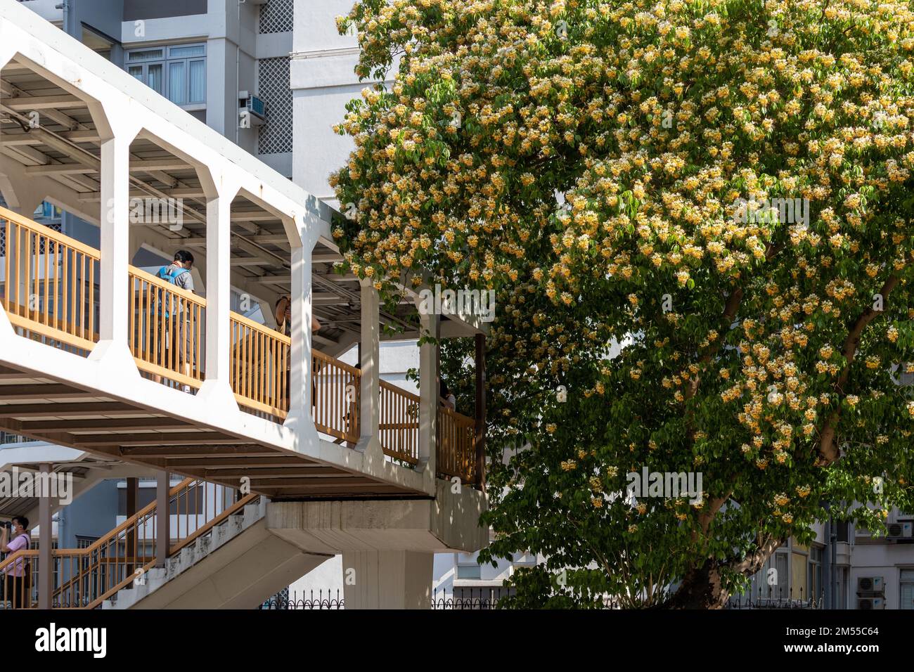 A pedestrian bridge and a blooming Acacia tree in Hong Kong during the ...