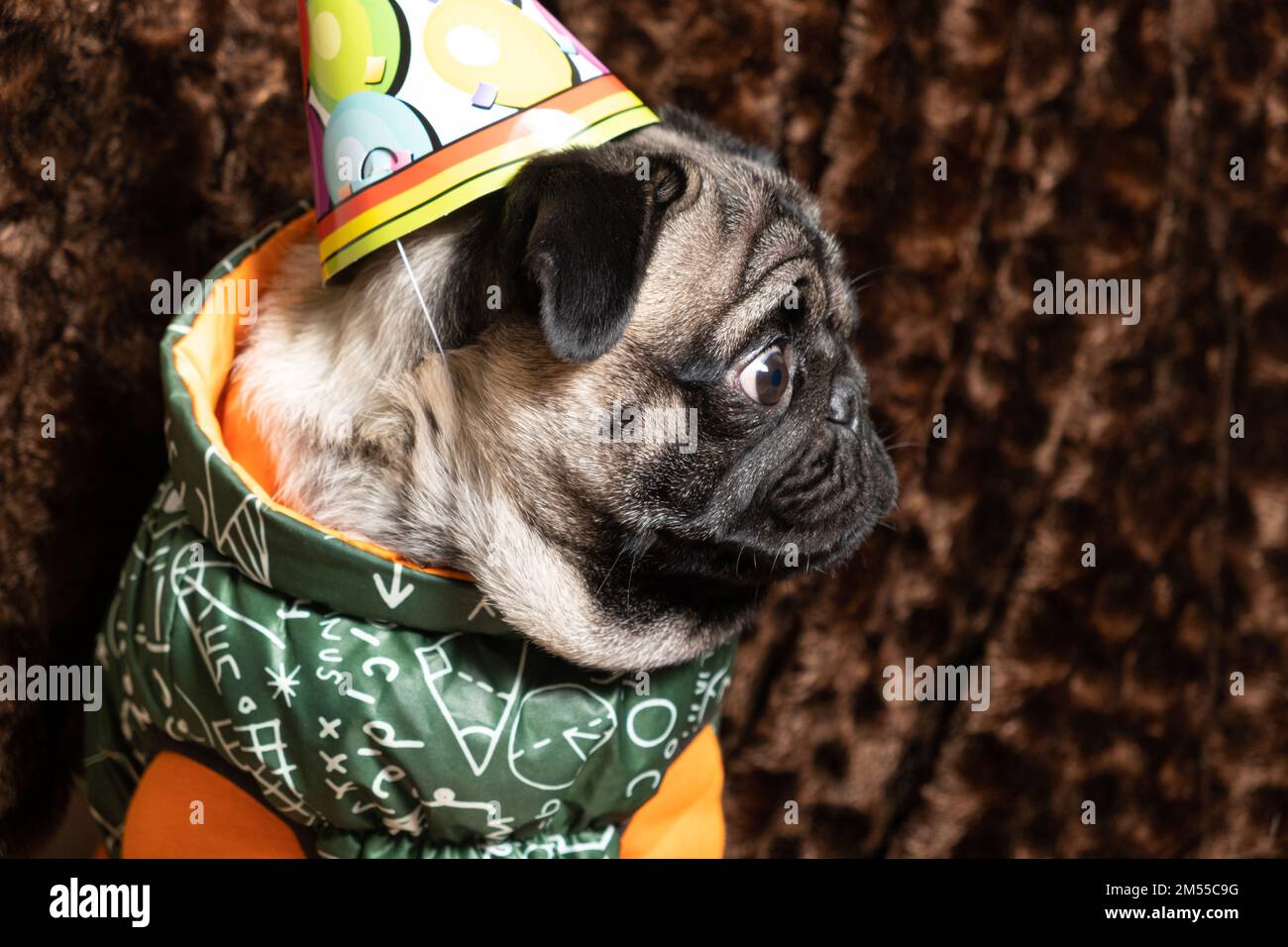 A funny pug in a cap celebrates a birthday, looks away, a place for ...