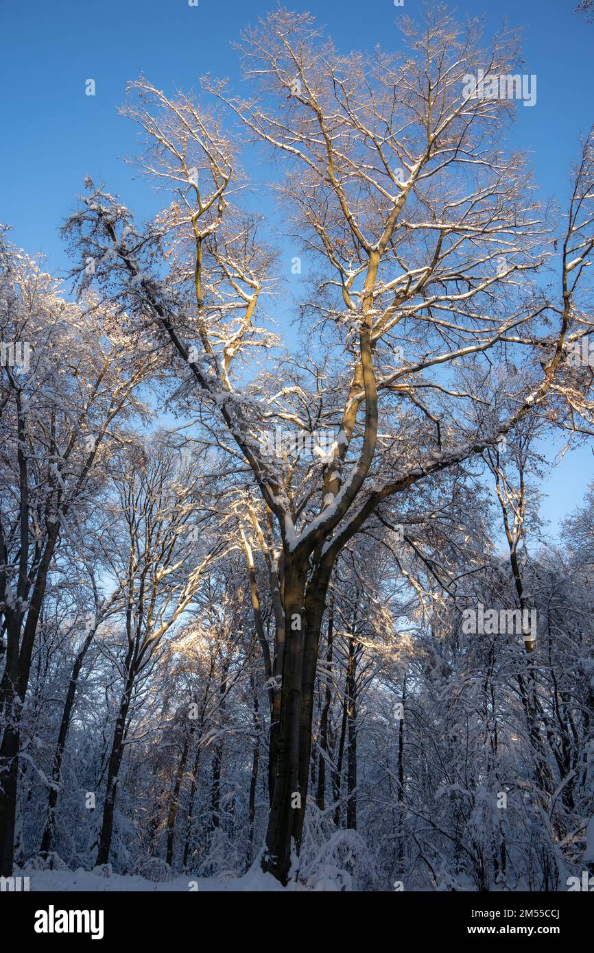 Winter snowy walk to Wolski forest in Krakow Stock Photo - Alamy