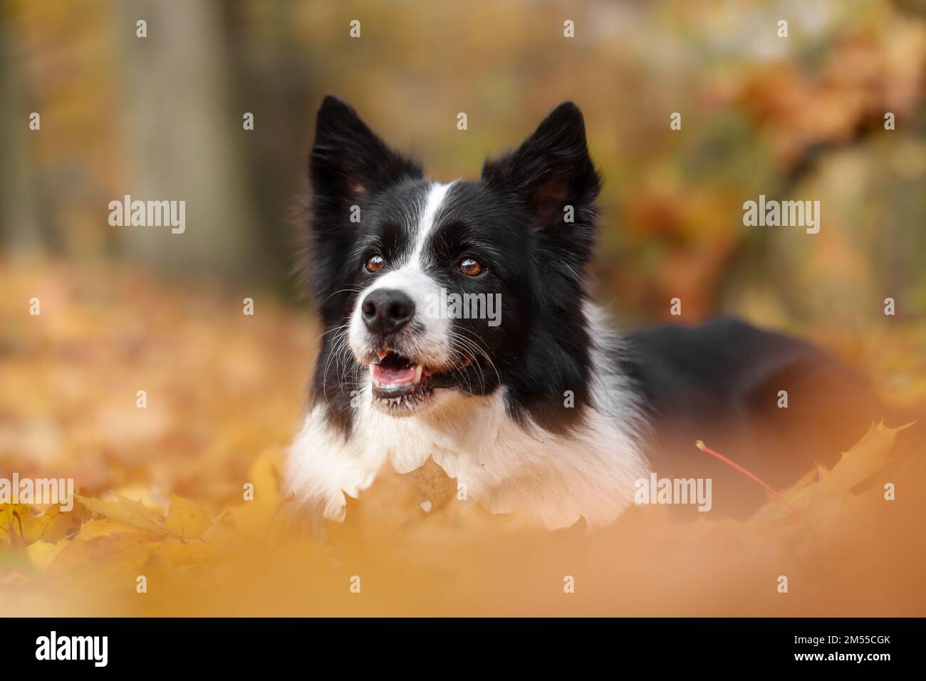 Happy Border Collie in Autumn Nature. Smiling Black and White Dog Lies ...