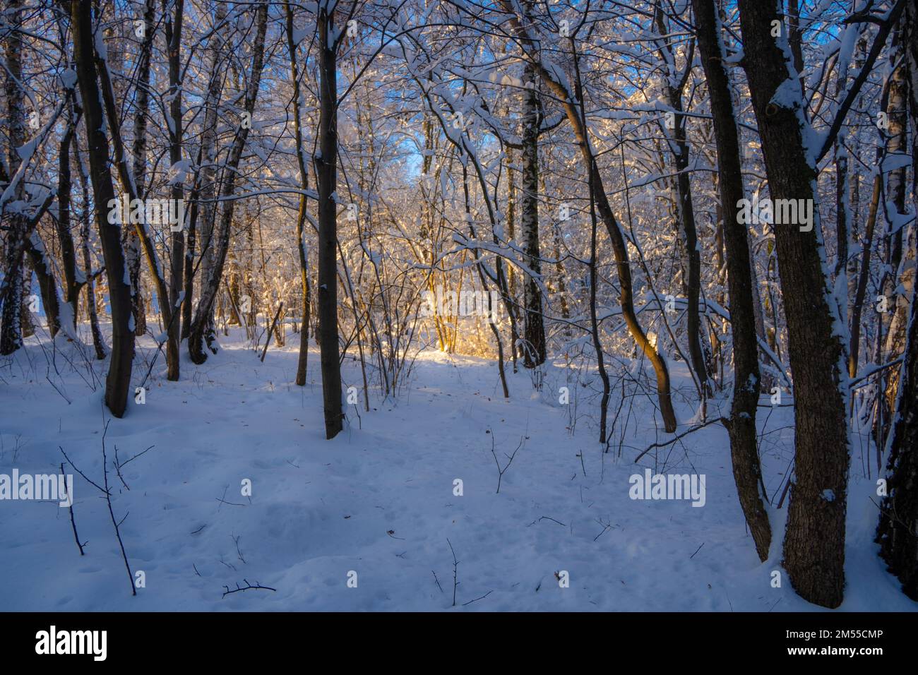 Winter snowy walk to Wolski forest in Krakow Stock Photo - Alamy