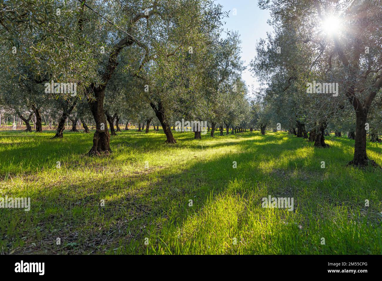 Rural landscape. Row of olive trees in Apulia, Italy: ray of sunshine ...