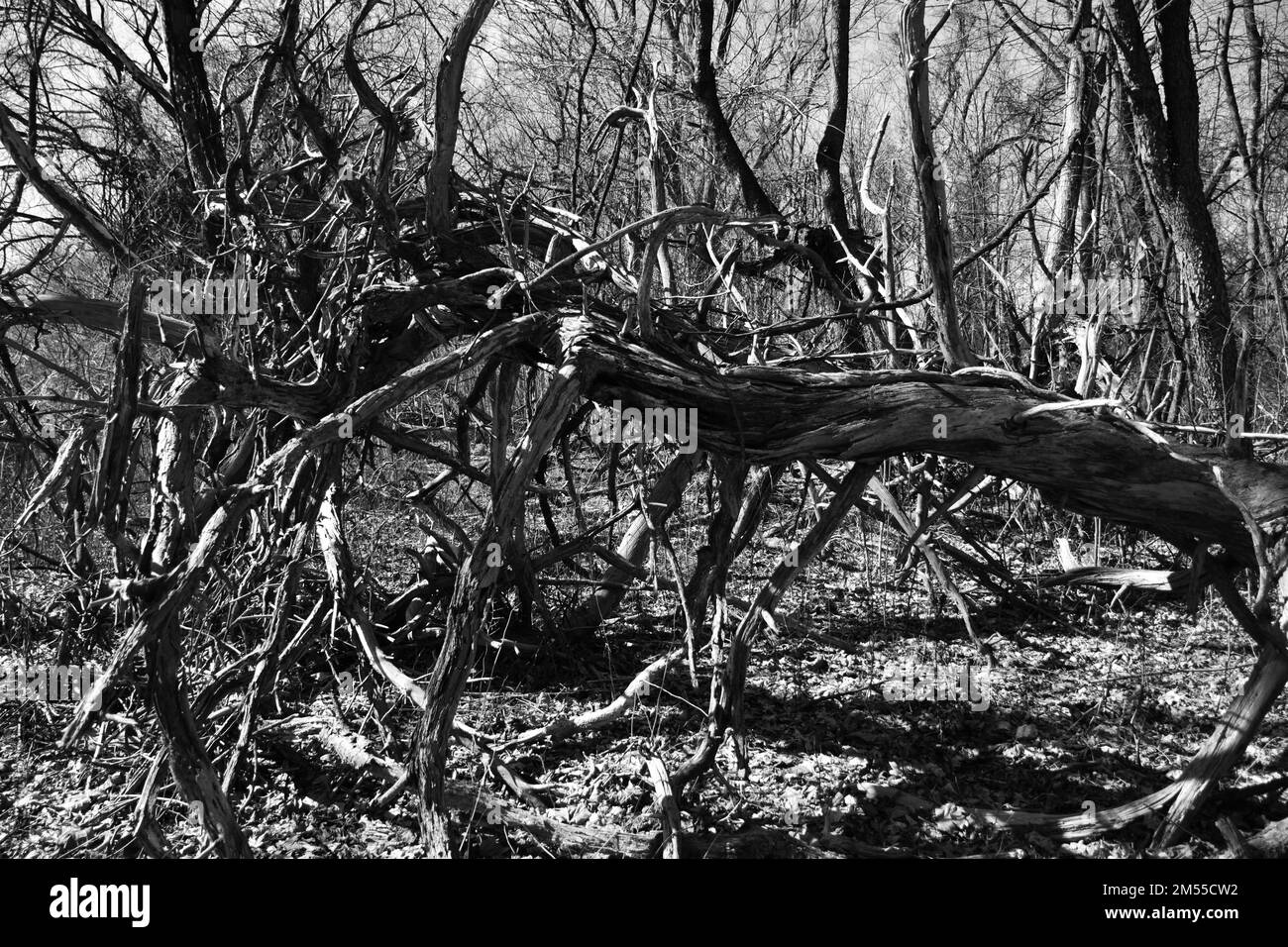 A monochrome shot of a broken tree in a forest Stock Photo - Alamy