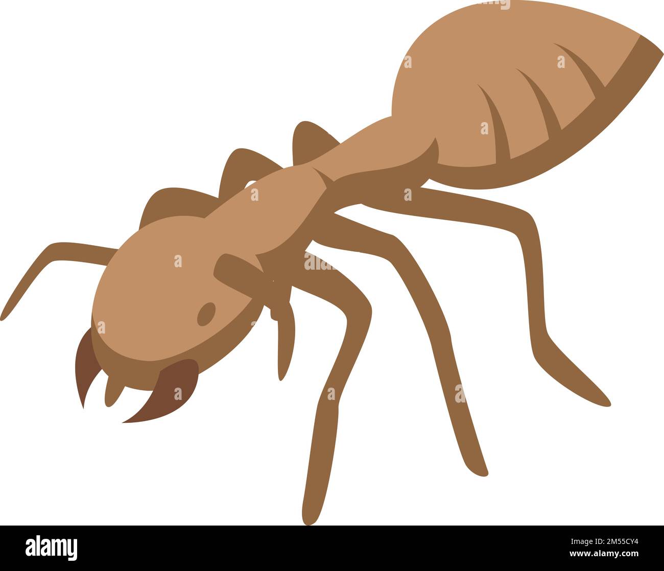Australia ant icon isometric vector. Cute tropical. Funny mammal Stock ...