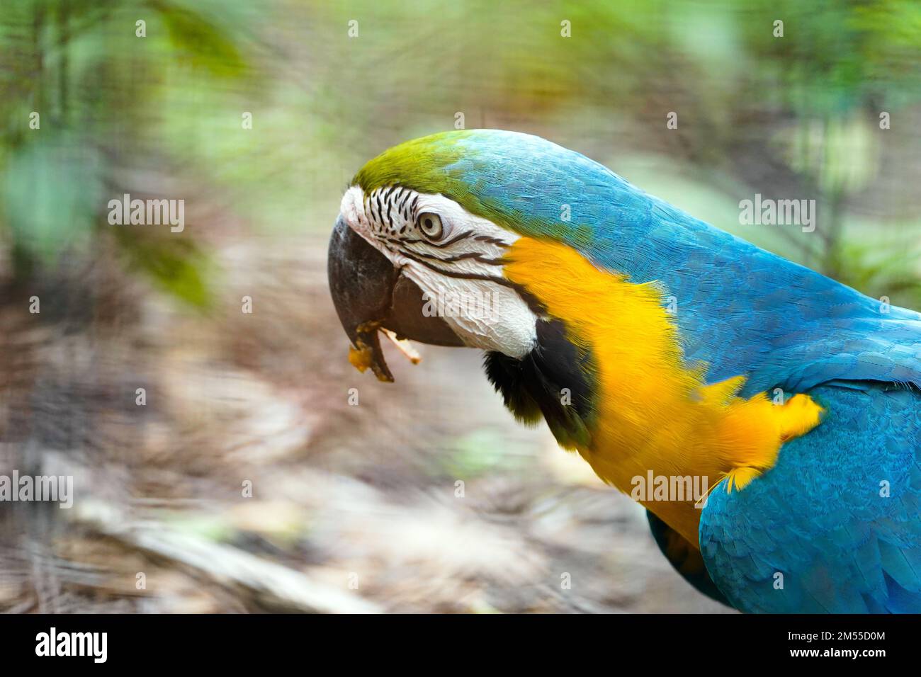 Closeup blue and gold macaw bird, Portrait colorful Macaw parrot, Blue ...