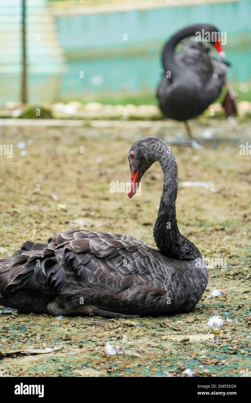 Black swan walking in zoo hi-res stock photography and images - Alamy