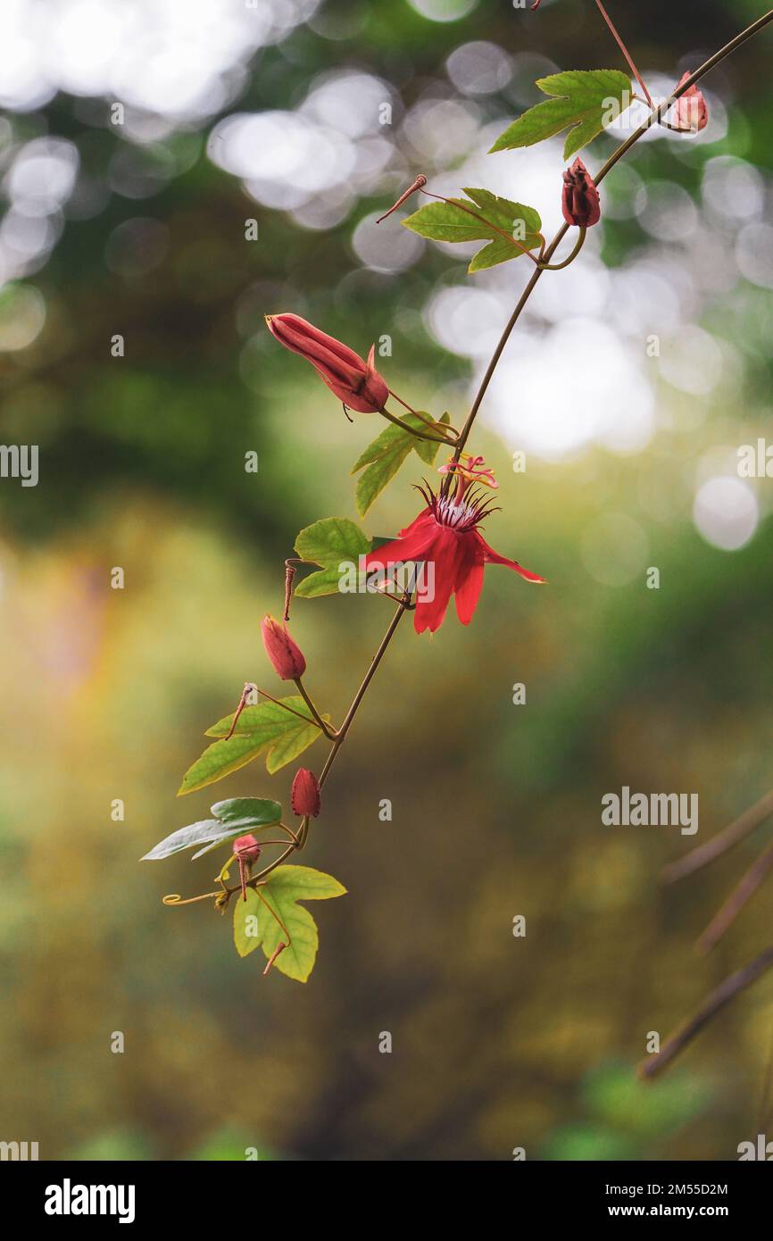 Poinciana regia or Delonix regia flowers isolated on white background ...