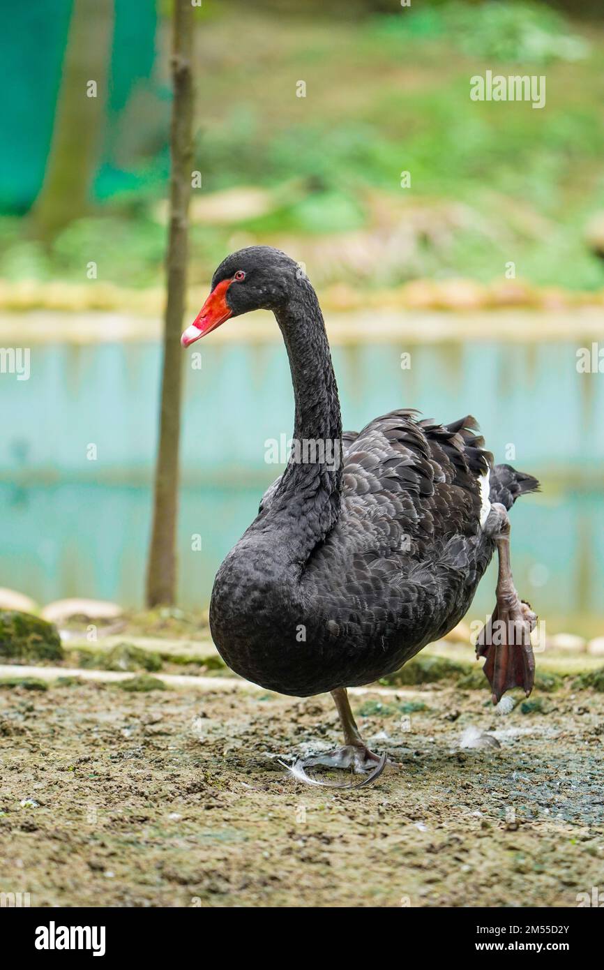 Black swan walking in zoo hi-res stock photography and images - Alamy