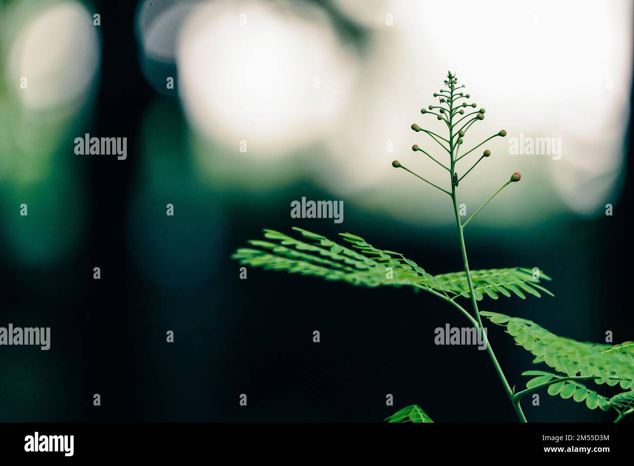 Poinciana regia or Delonix regia flowers isolated on white background ...