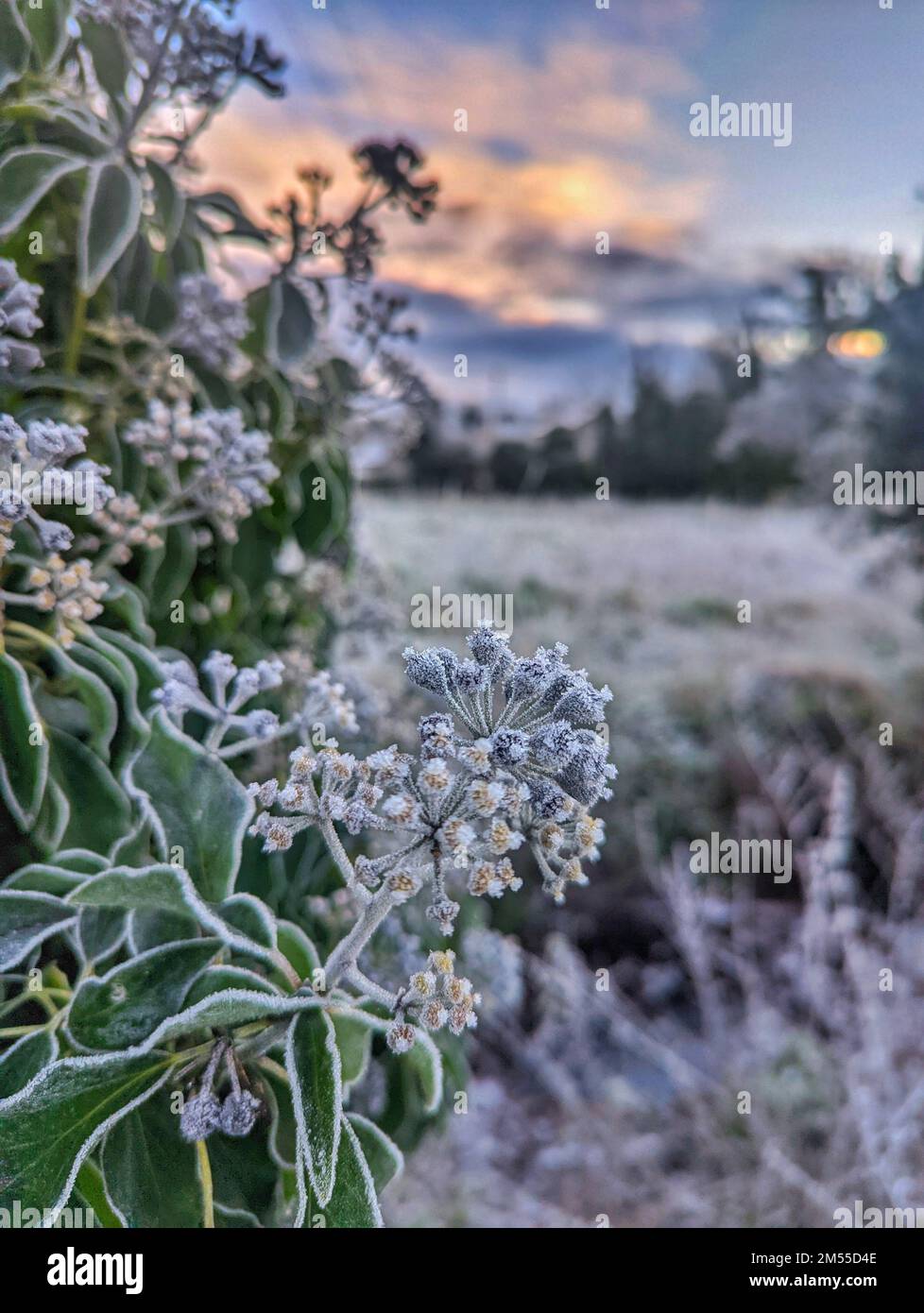 A vertical shot frozen cotton weed plants in Northern Ireland Stock ...