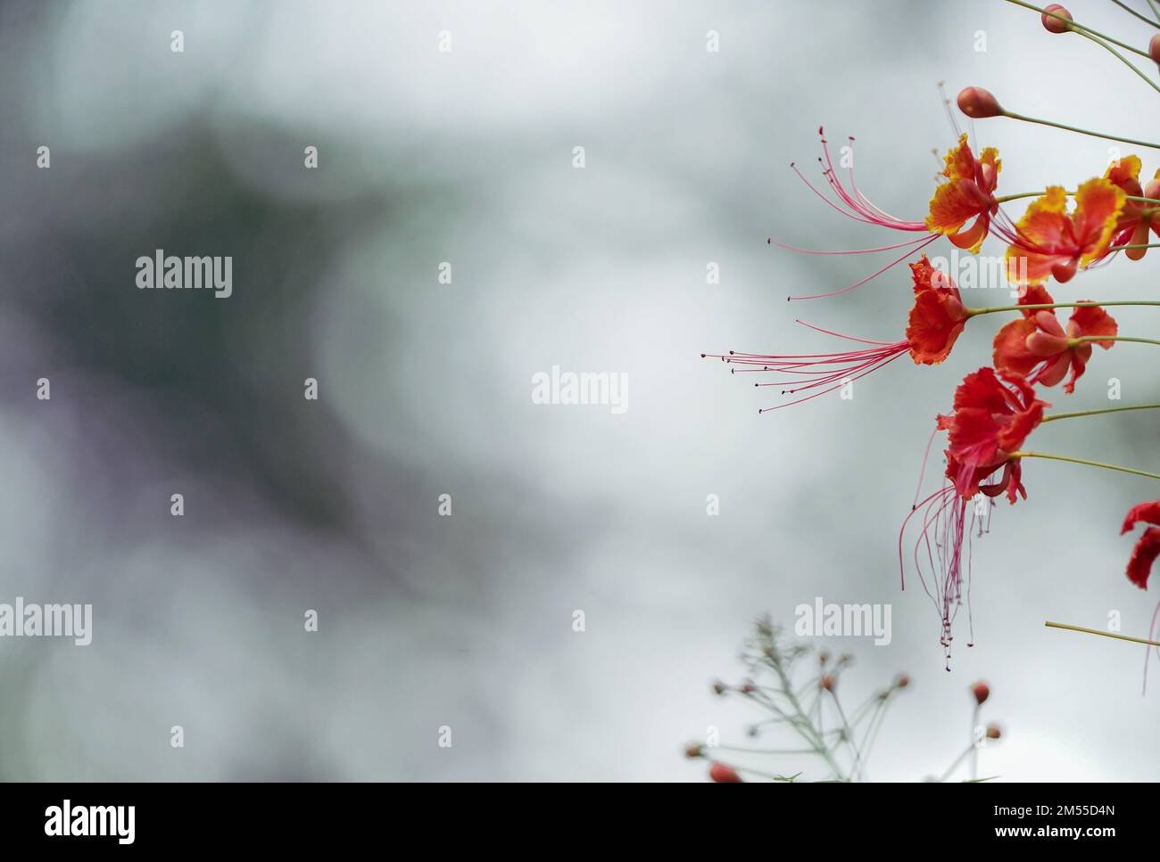 Poinciana regia or Delonix regia flowers isolated on white background ...