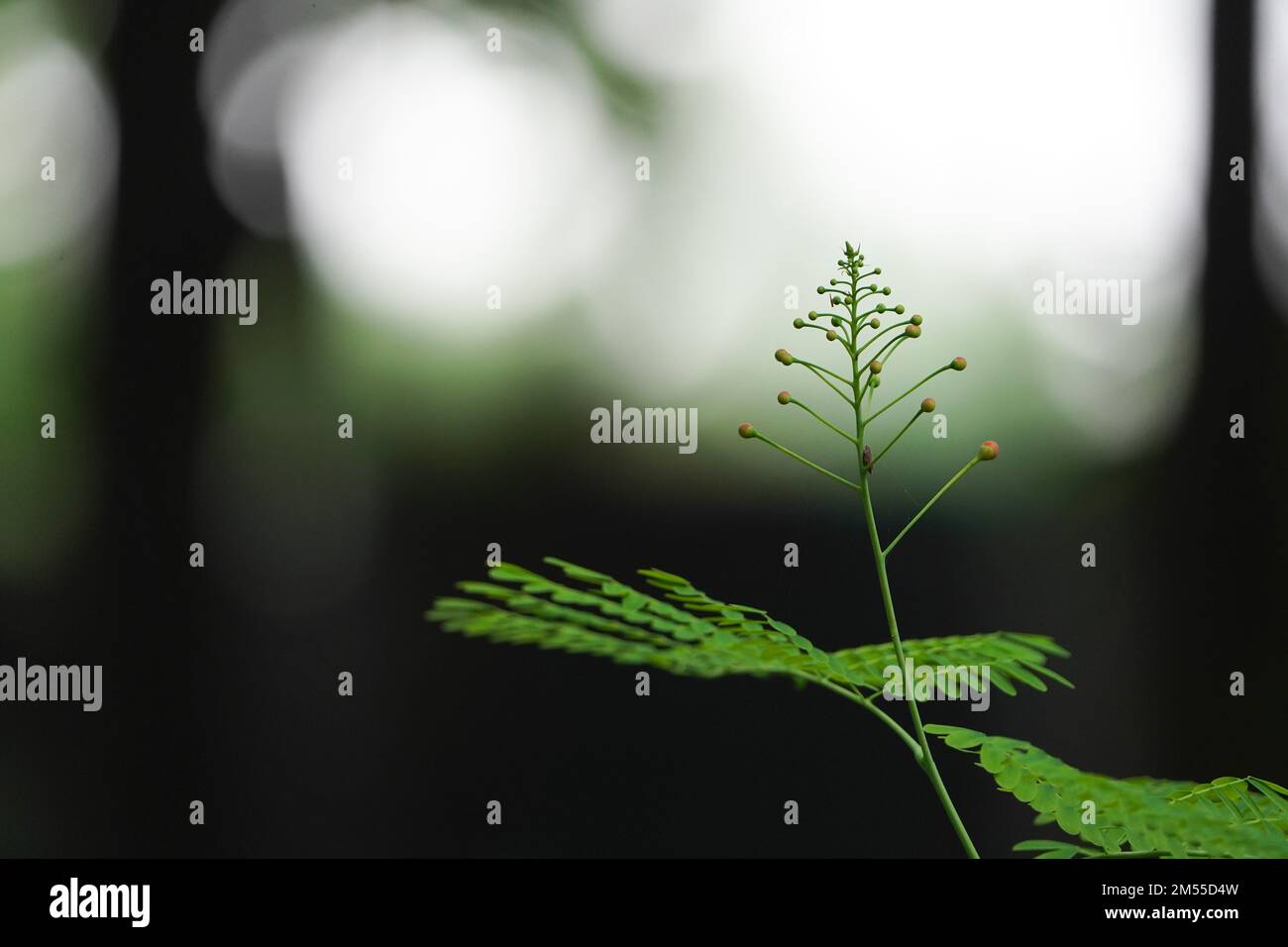 Poinciana regia or Delonix regia flowers isolated on white background ...