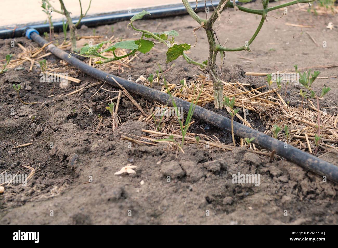 drip watering of the plant. Water drips onto the drip irrigation system ...