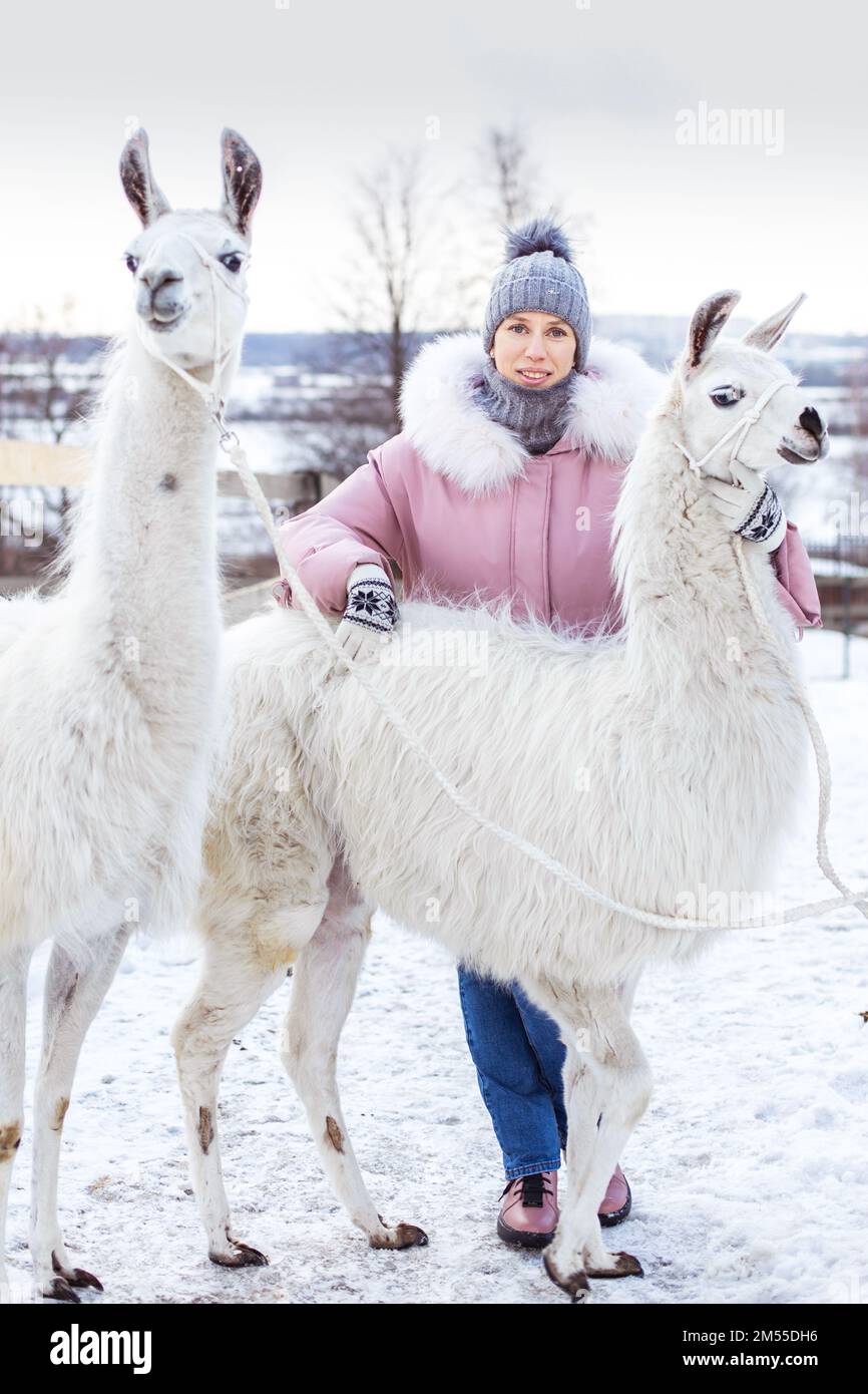 A beautiful girl in a fur coat stands with an alpaca in a snowy forest ...