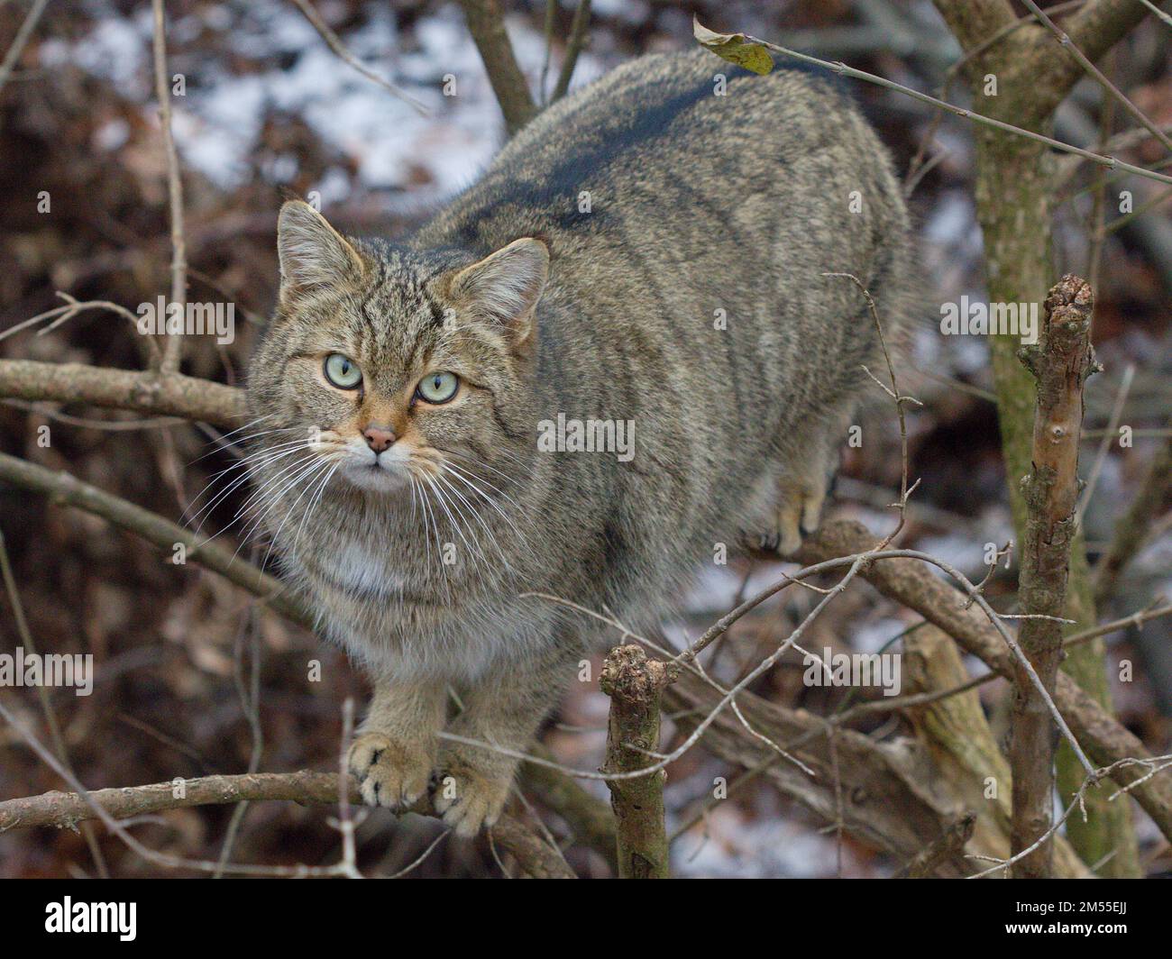 Wild kitty hi-res stock photography and images - Alamy