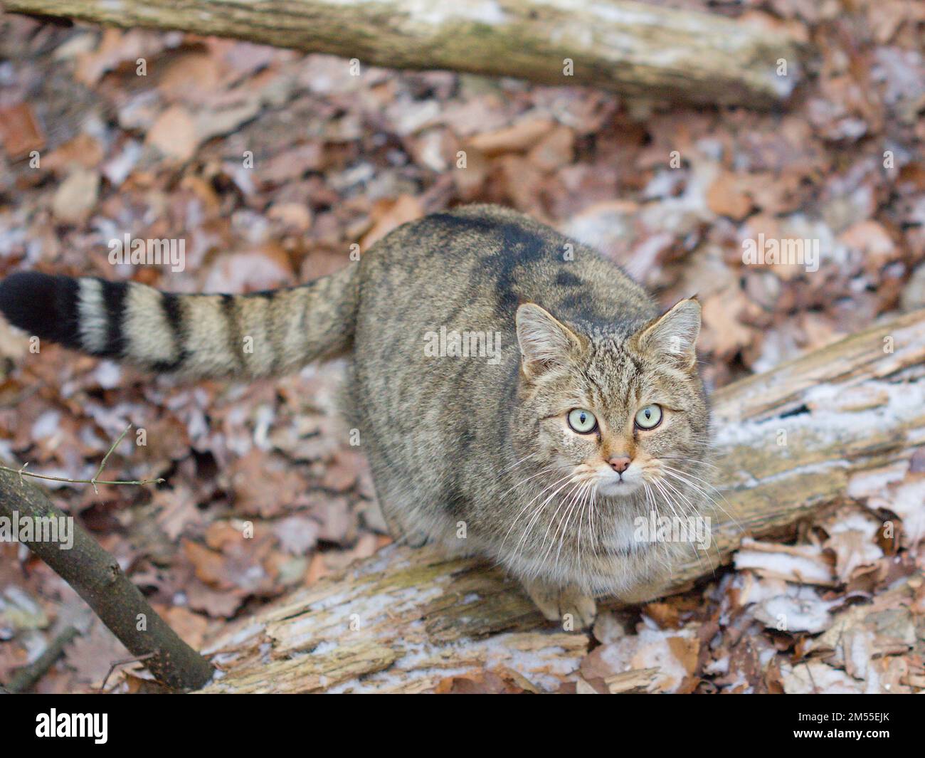 Wild kitty hi-res stock photography and images - Alamy